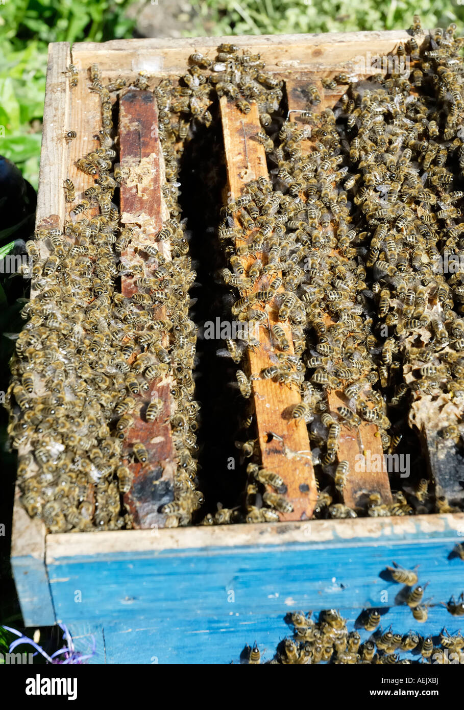 Bees flying beehive hi-res stock photography and images - Alamy
