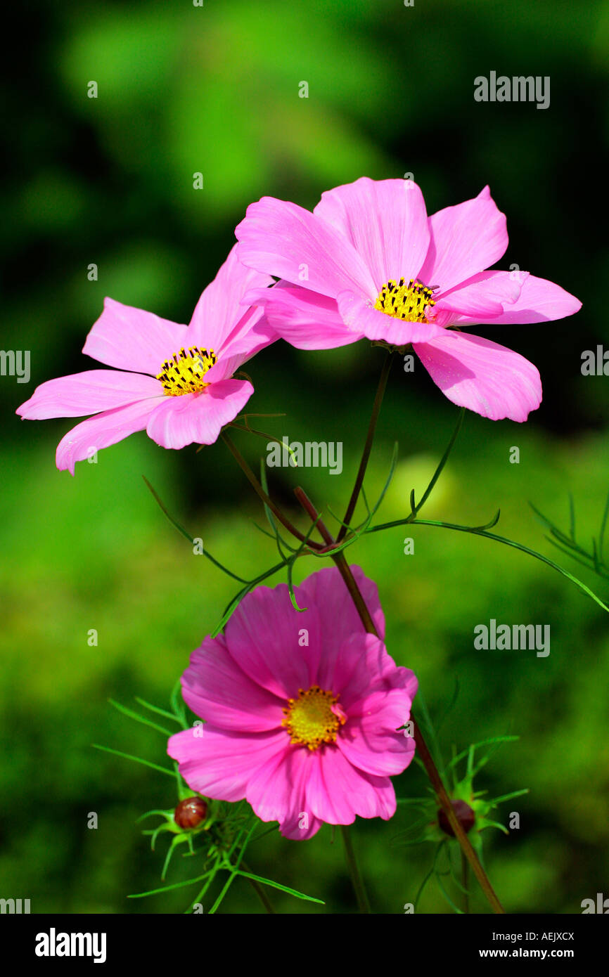 Flowering Mexican Aster - Garden Cosmos (Cosmos bipinnatus Stock Photo ...
