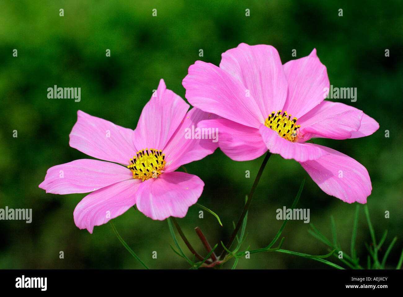 Flowering Mexican Aster - Garden Cosmos (Cosmos bipinnatus Stock Photo ...