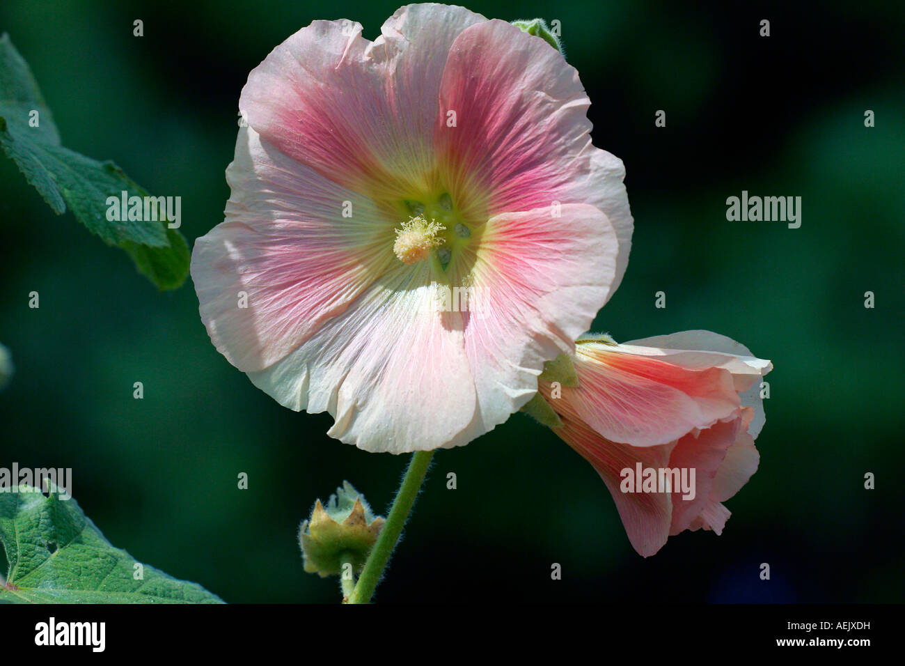 Nahaufnahme blumenfotos hi-res stock photography and images - Alamy
