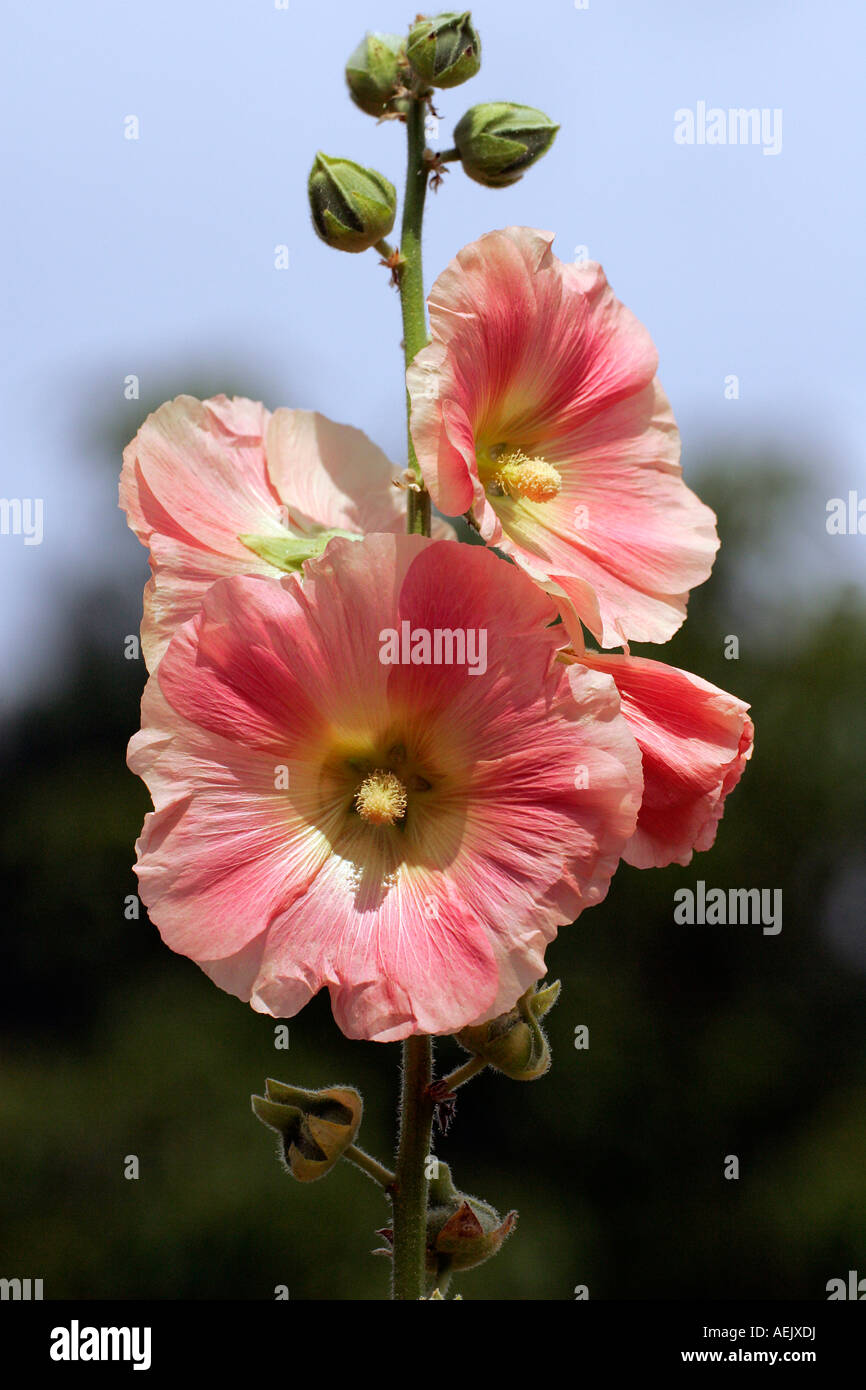 Flowering Hollyhock (Alcea rosea Stock Photo - Alamy