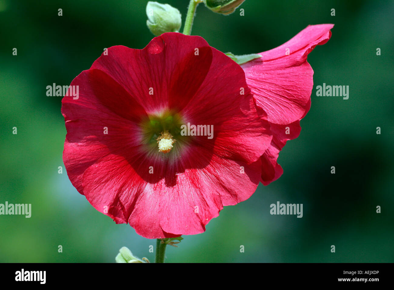 Flowering Hollyhock (Alcea rosea Stock Photo - Alamy