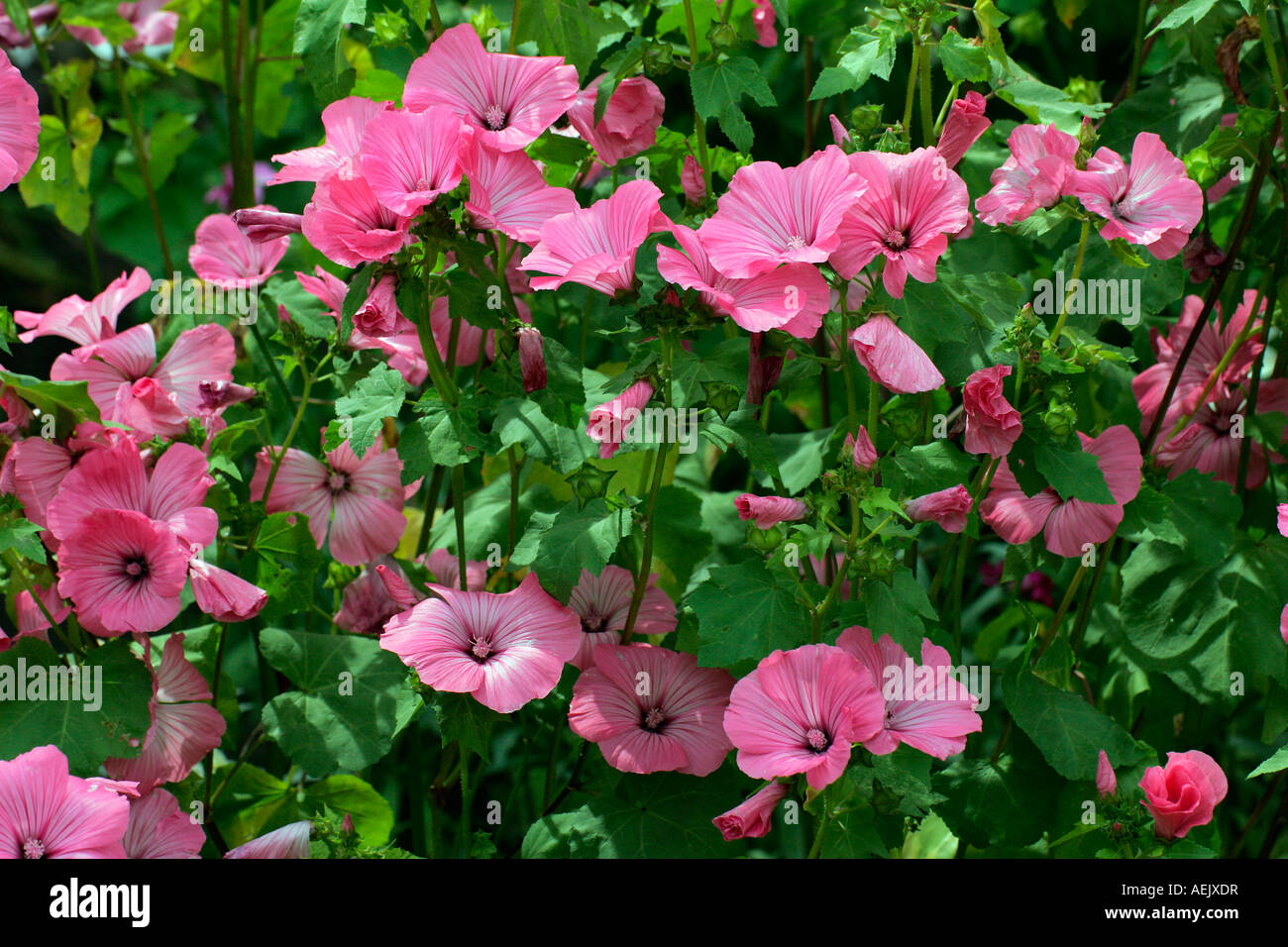 Flowering Rose Mallow Silver Cup (Lavatera trimestris Silver Cup Stock ...