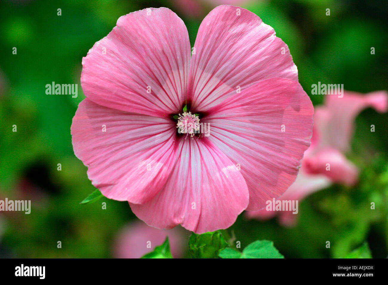 Flowering Rose Mallow Silver Cup (Lavatera trimestris Silver Cup Stock ...