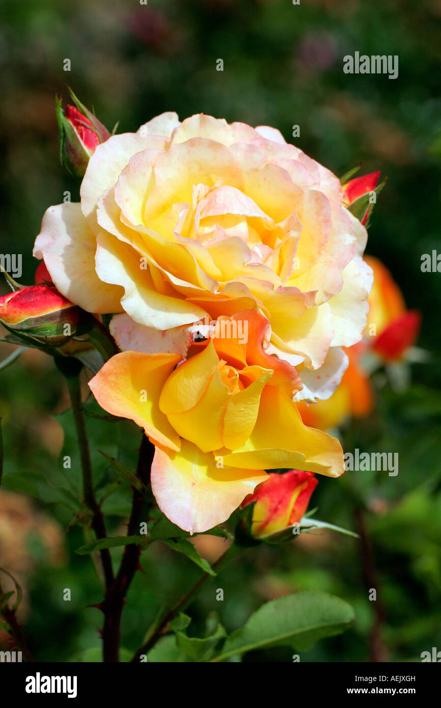 Rosen sorten hi-res stock photography and images - Alamy
