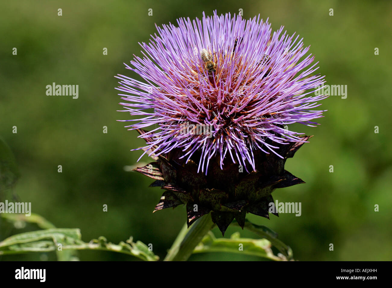 Kardone hi-res stock photography and images - Alamy