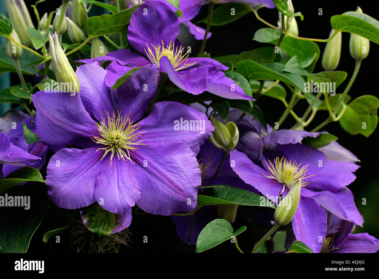 Flowering clematis (Clematis Stock Photo - Alamy