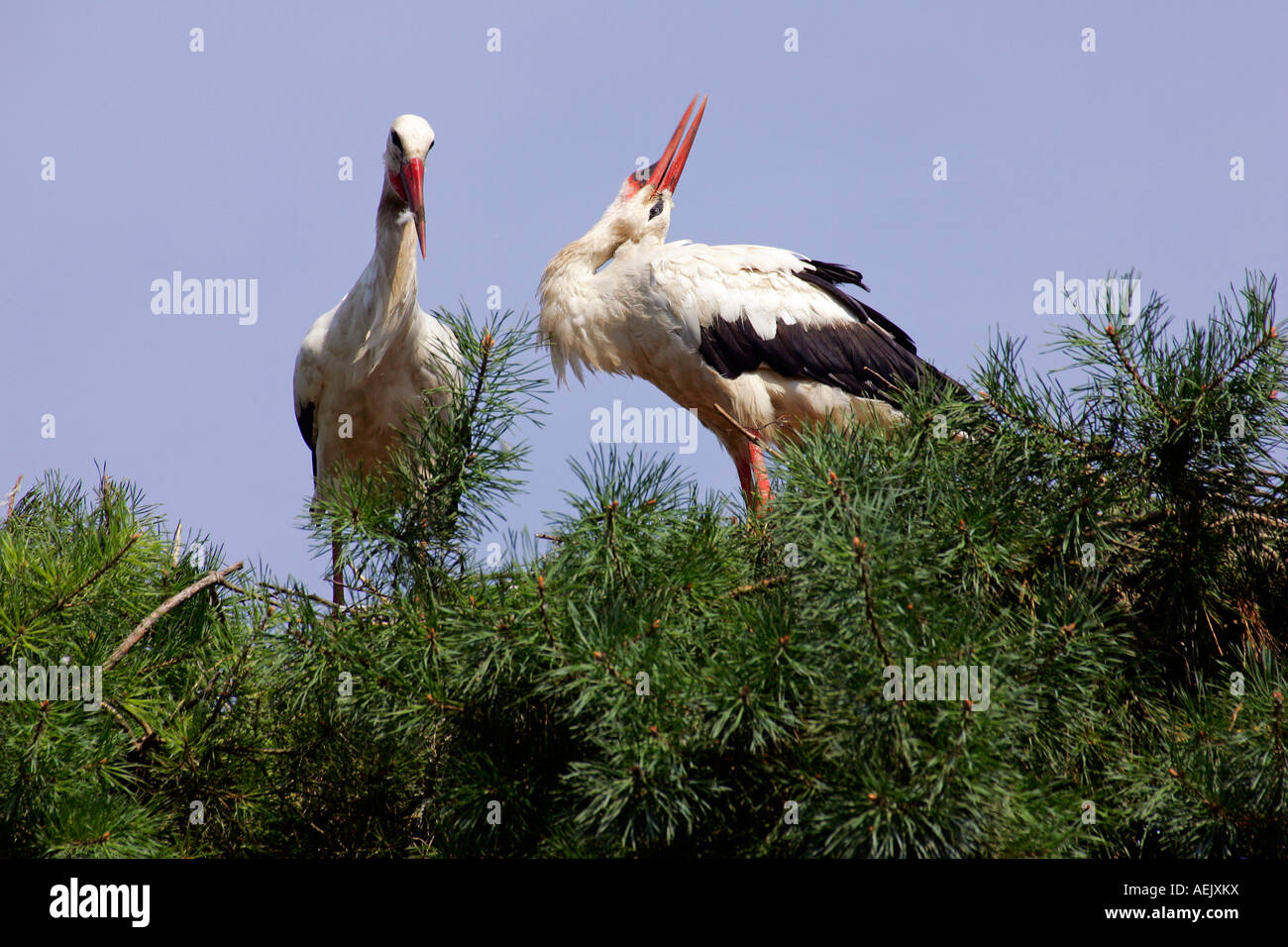 Begrussungsritual hi-res stock photography and images - Alamy