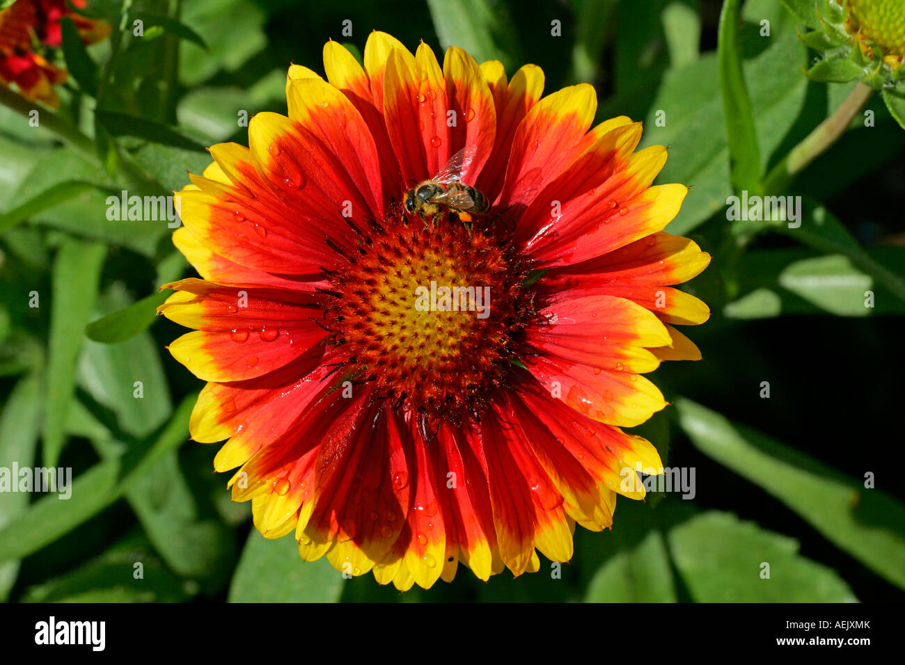 Gaillardia x grandiflora kobold hi-res stock photography and images - Alamy