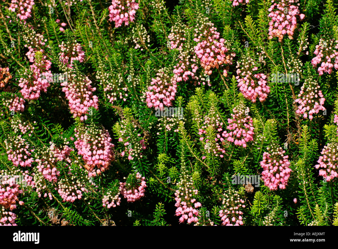 Flowering cornish heath cultivar St. Keverne (Erica vagans St. Keverne ...