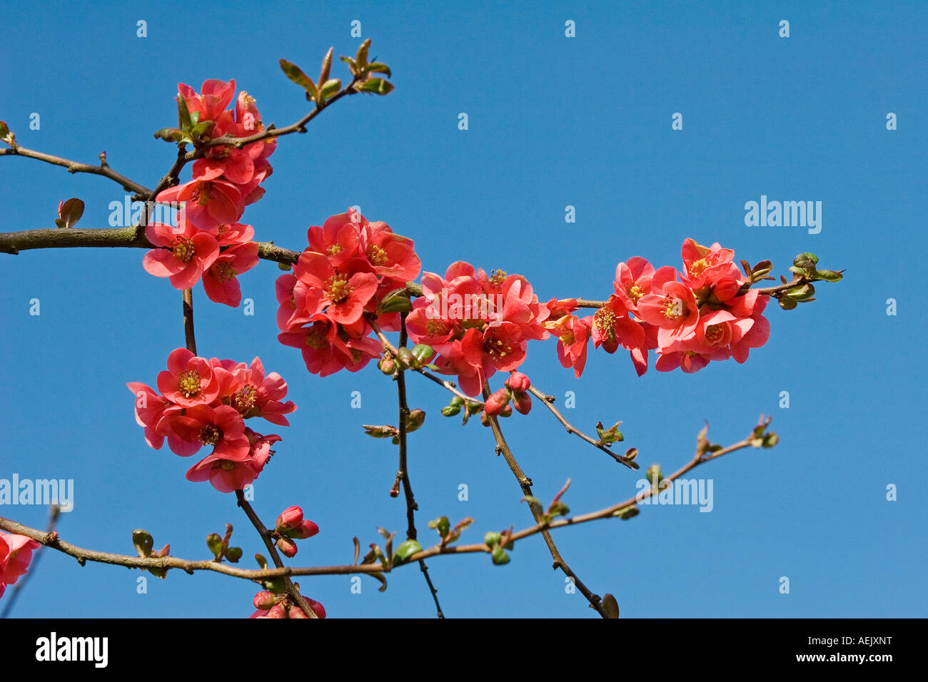 Blossom of the Chinese Flowering Quince (Chaenomeles lagenaria Stock ...