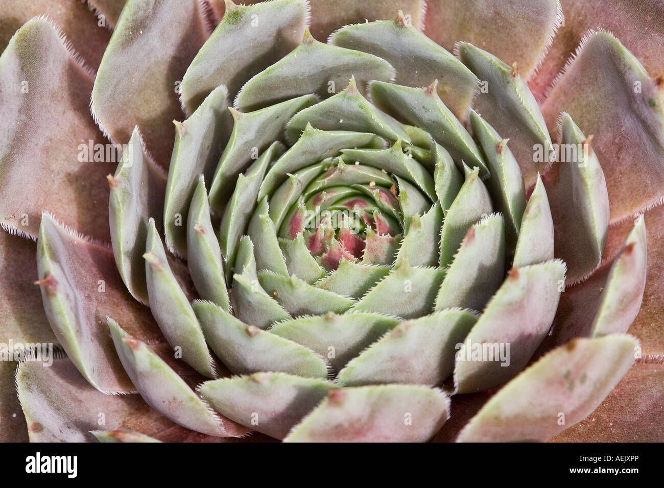 Struktur symmetrie hi-res stock photography and images - Alamy