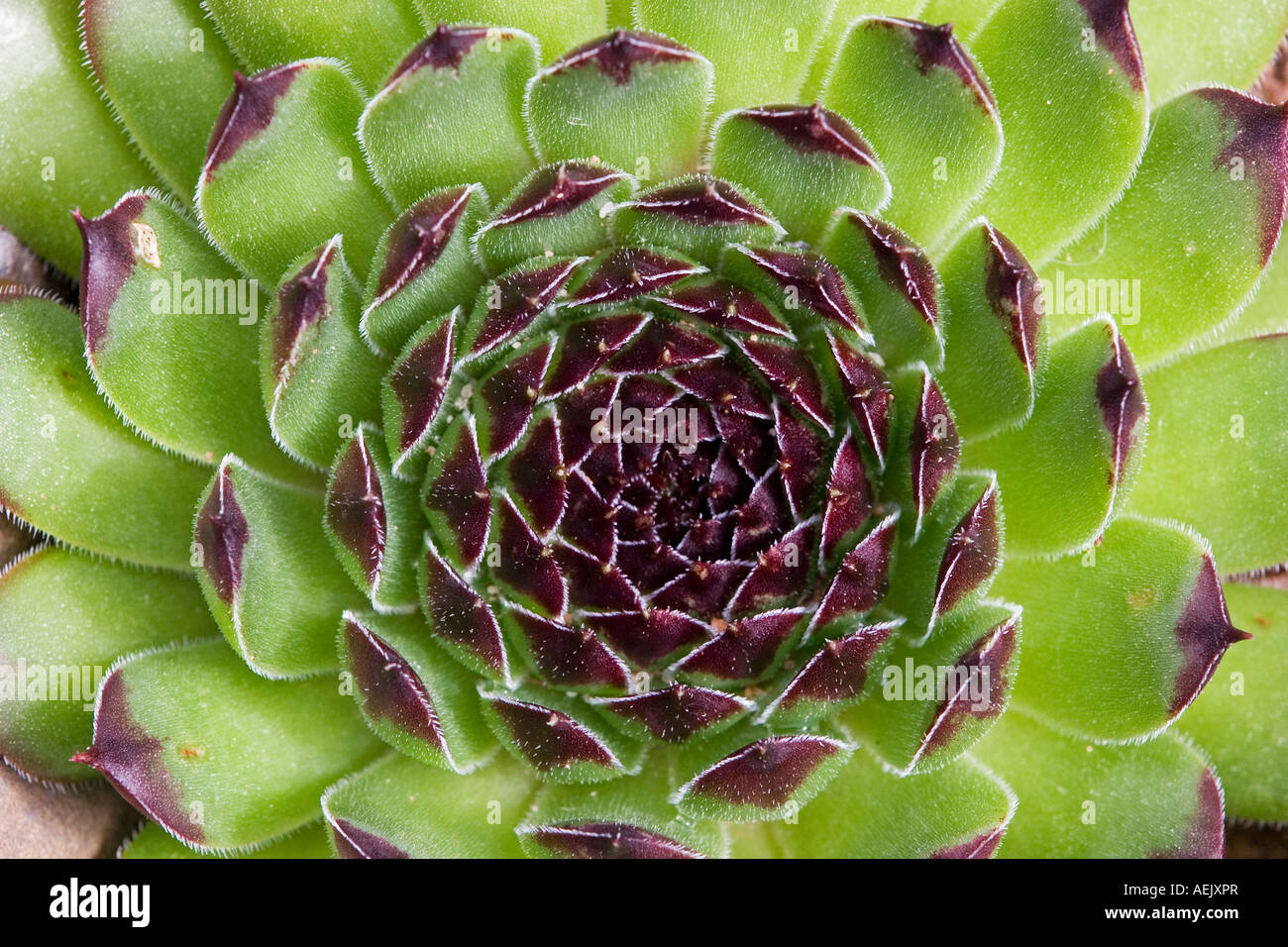 Struktur symmetrie hi-res stock photography and images - Alamy