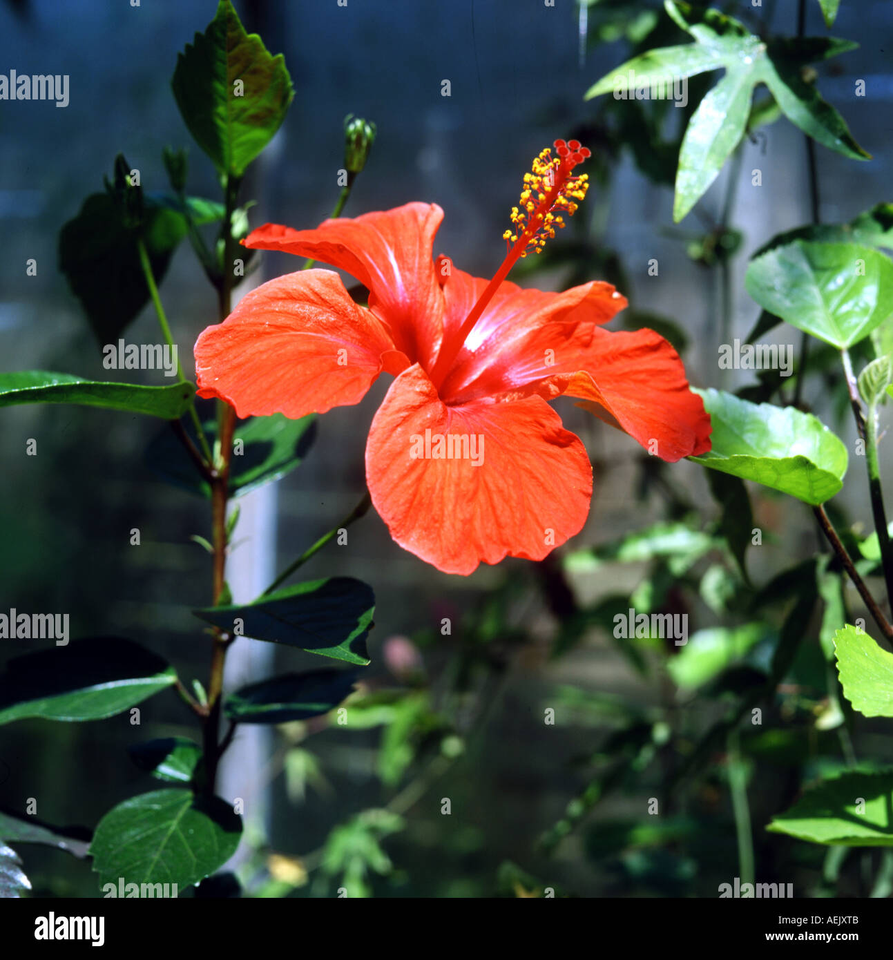 Hibiscus H .rosa-sinensis: flower Stock Photo - Alamy