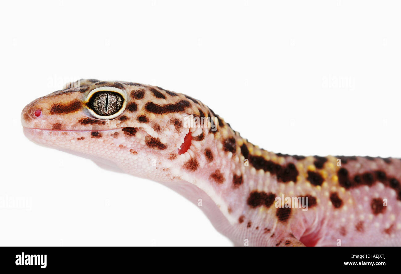 Leopard gecko profile hi-res stock photography and images - Alamy