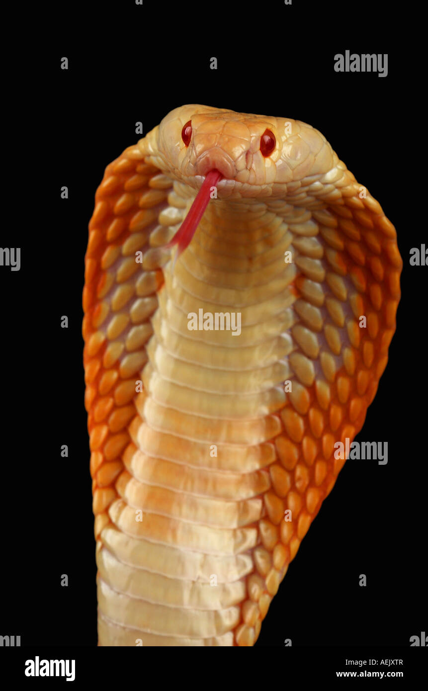 Cobra hi-res stock photography and images - Alamy