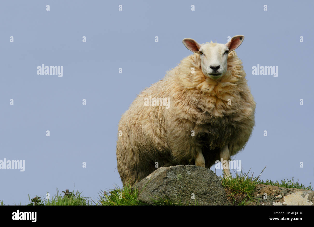 Sheep looking from above a rock Stock Photo - Alamy