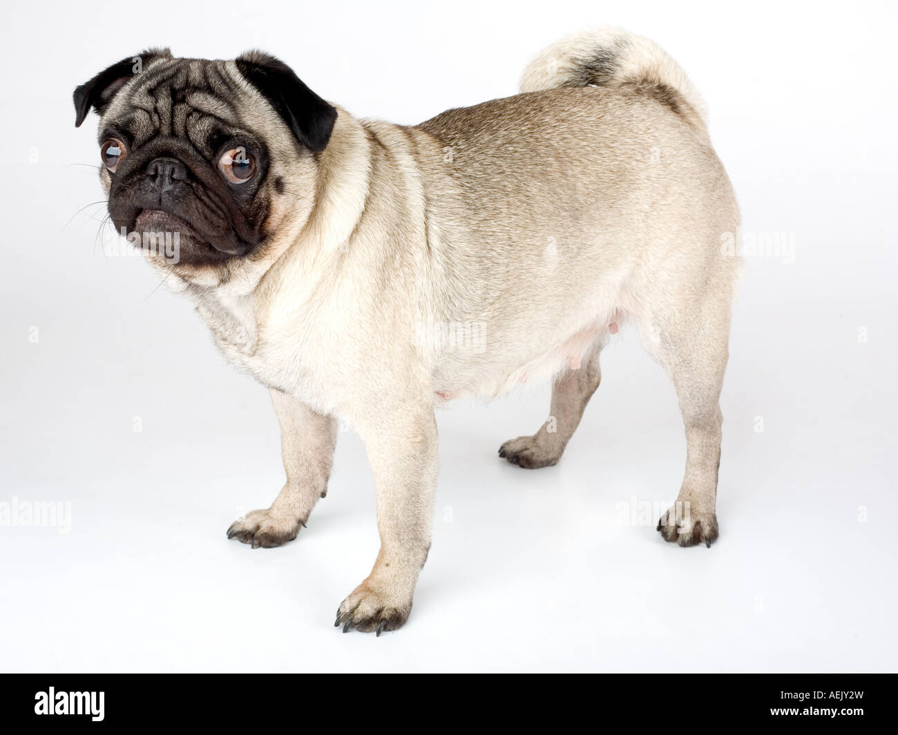 standing pug isolated on white Stock Photo - Alamy
