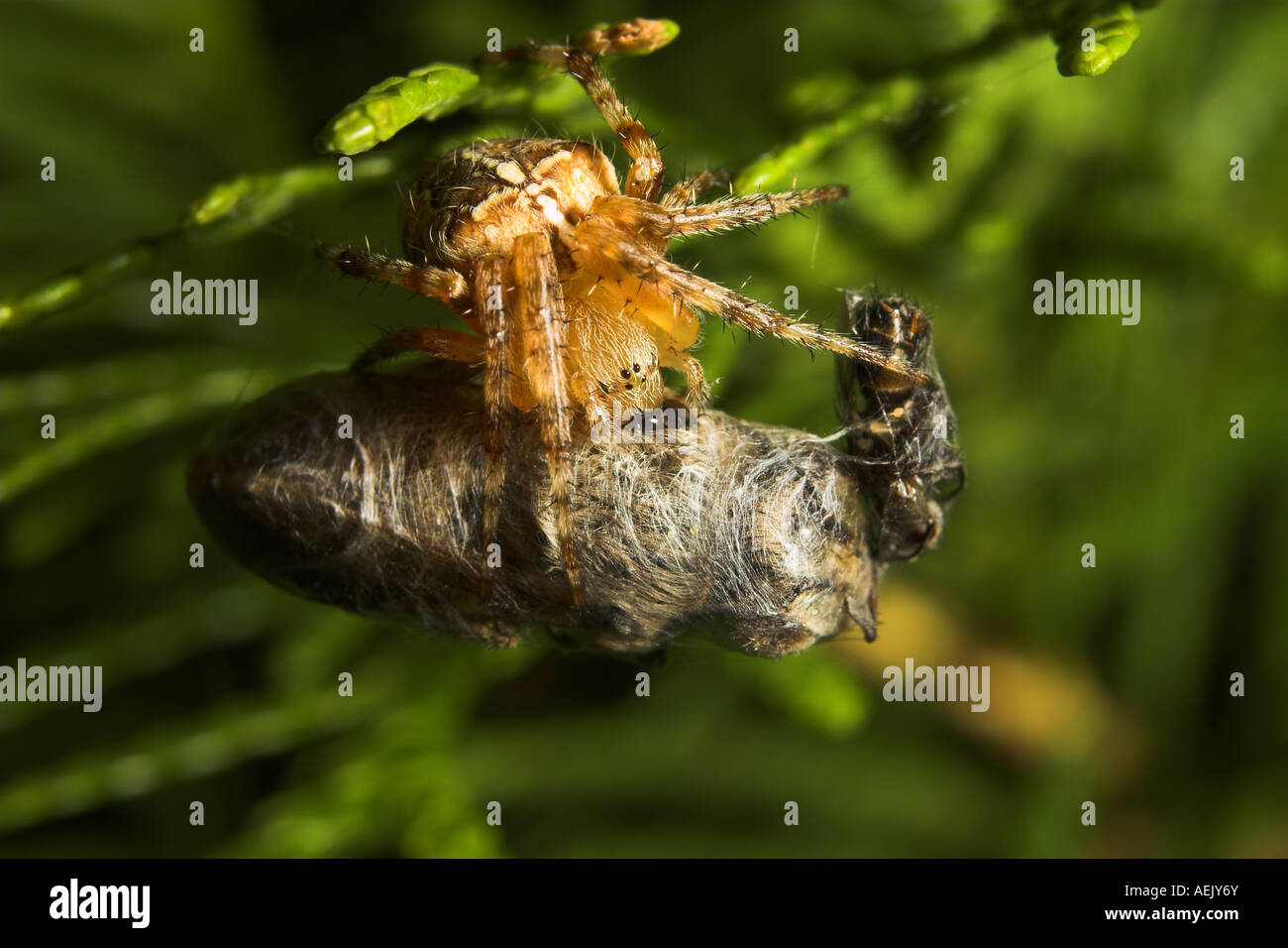 Garden spider eating wasp Stock Photo - Alamy