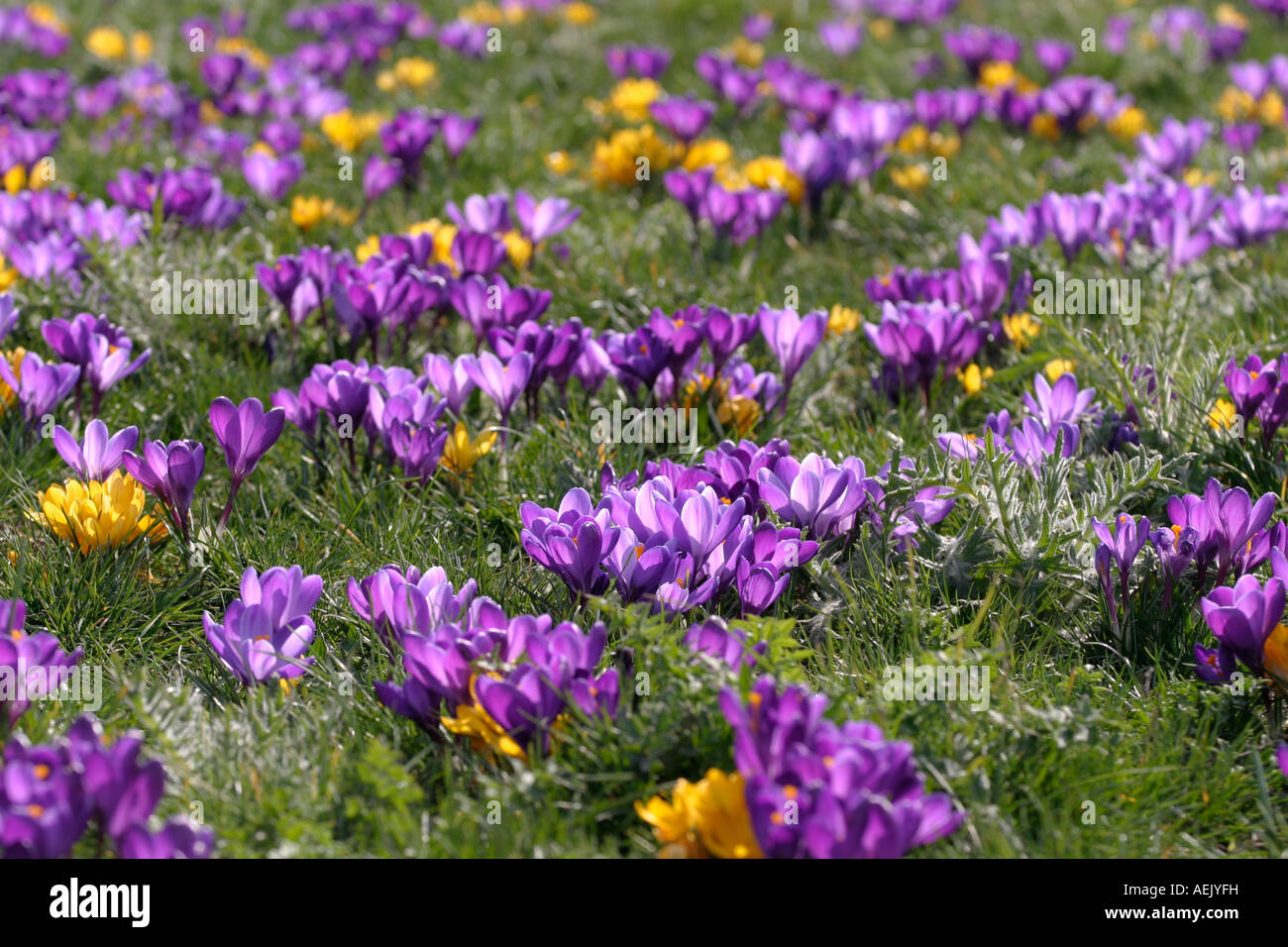 Krokuswiese hi-res stock photography and images - Alamy