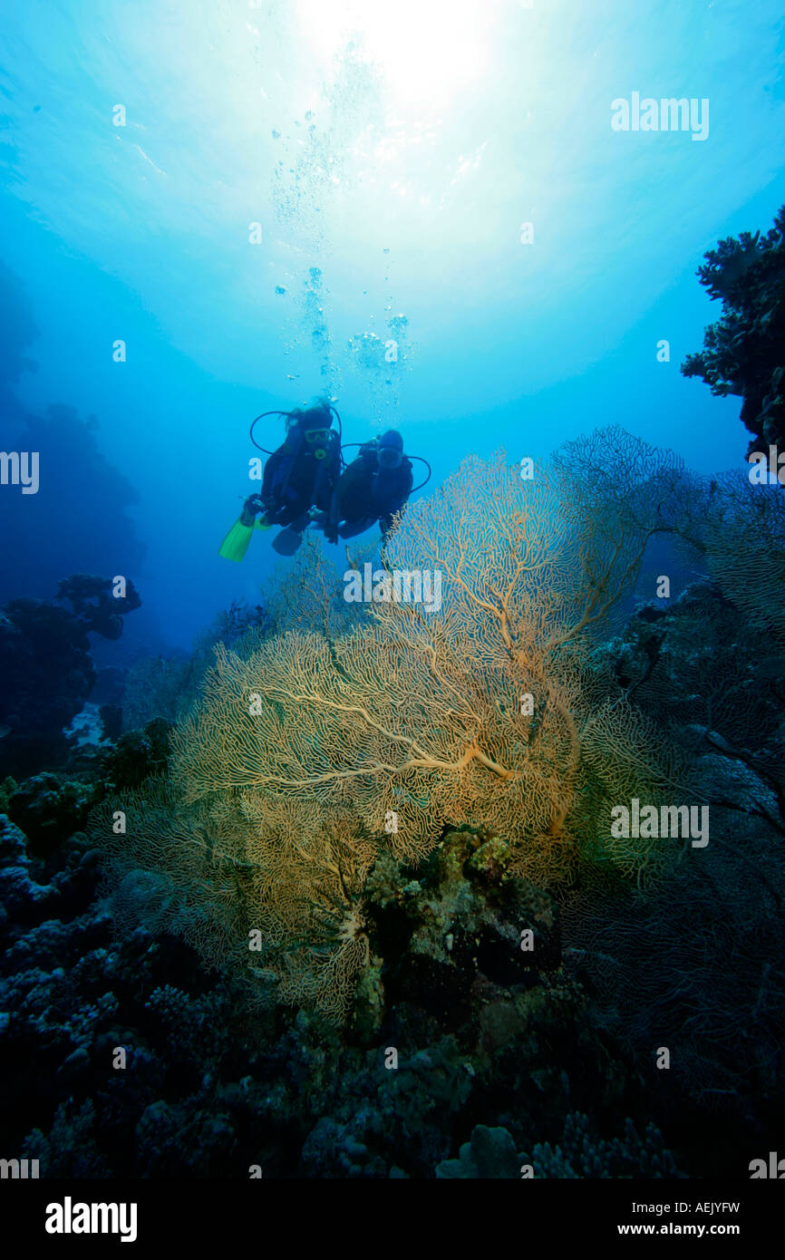 Red sea fan behind hi-res stock photography and images - Alamy