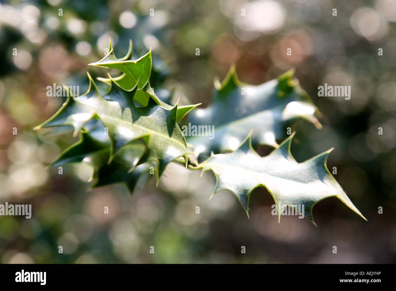 Wild holly in a Norfolk wood, UK Stock Photo - Alamy