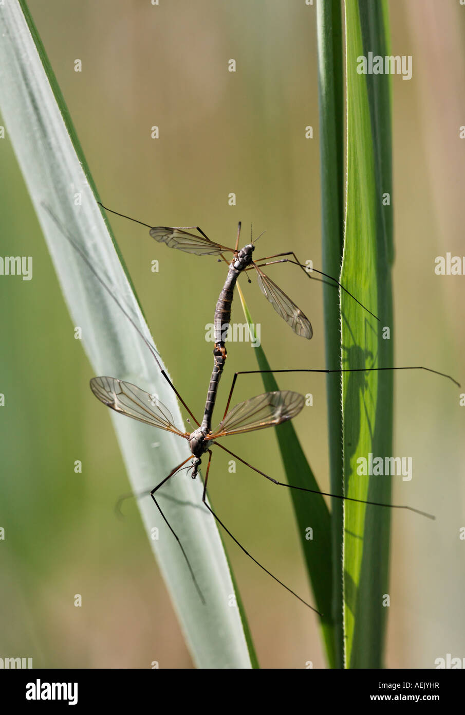 Cranefly, Tipula maxima, pairing Stock Photo - Alamy