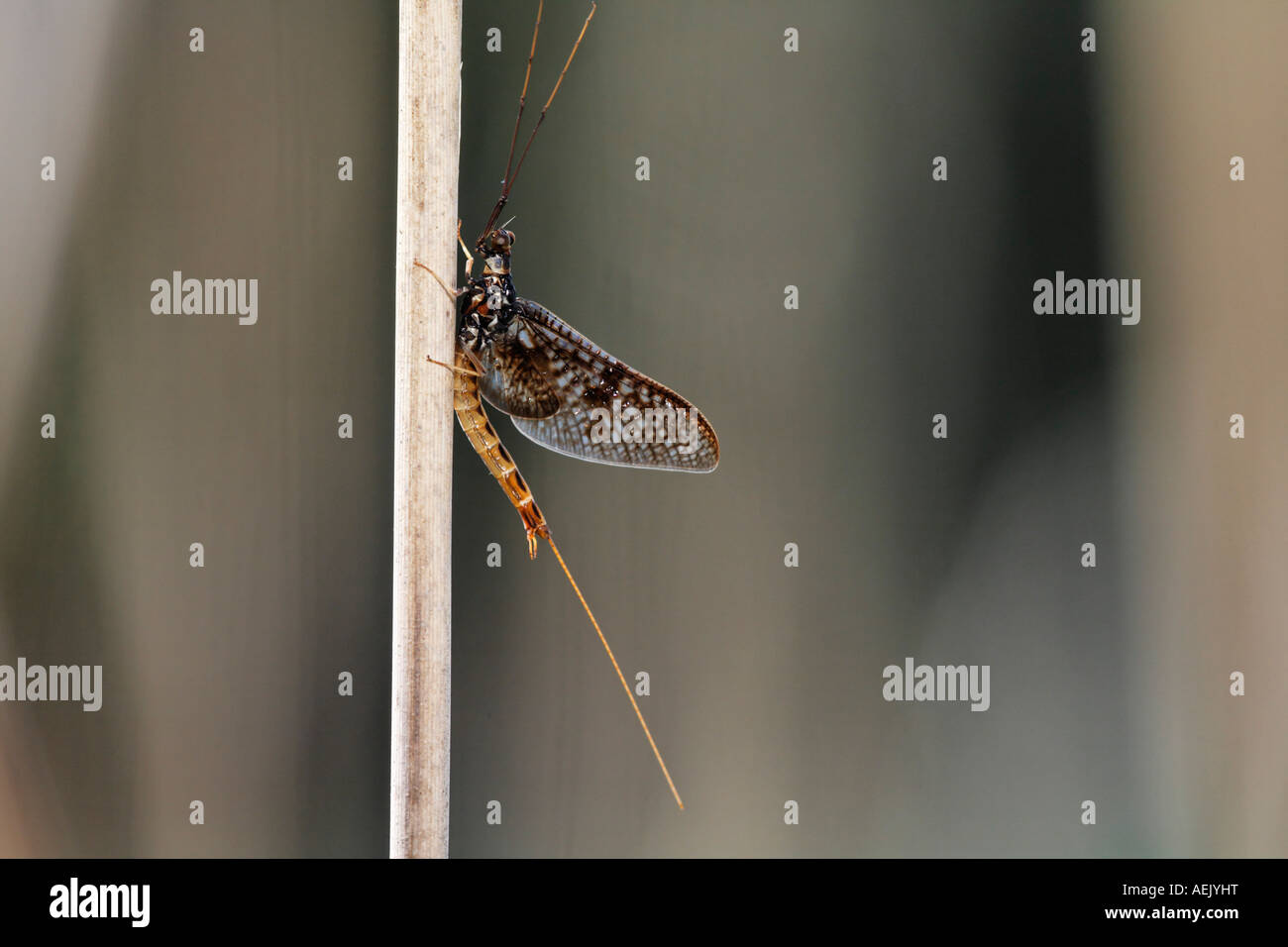 Mayfly ephemera insects hi-res stock photography and images - Alamy