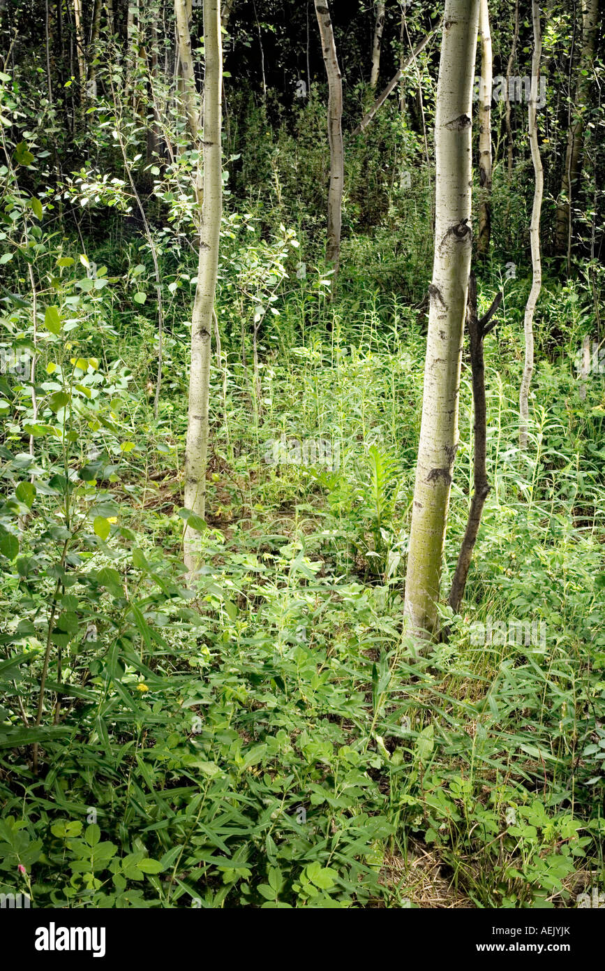 young aspens in forest Stock Photo - Alamy