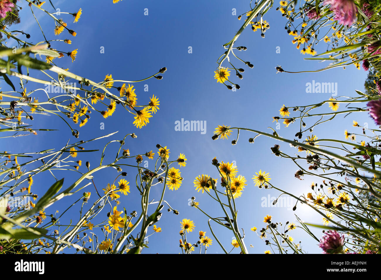 Flowers in meadow, Germany Stock Photo - Alamy