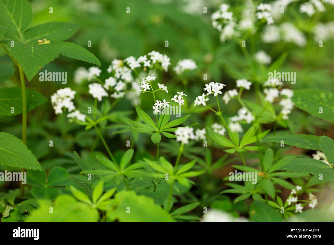 Galium odoratum hi-res stock photography and images - Alamy