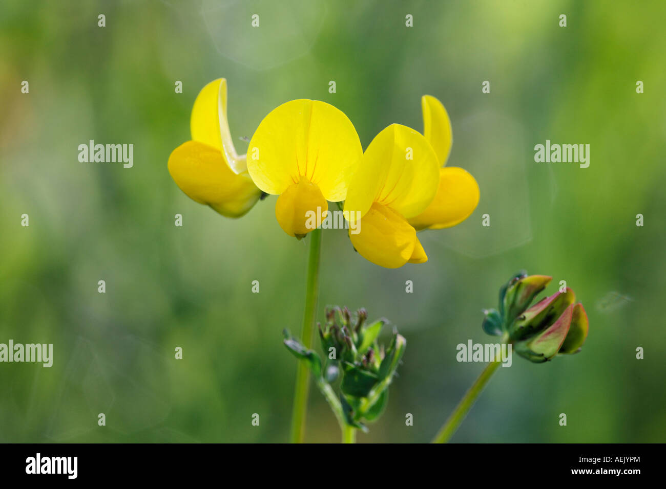 Birdfoot deervetch, Lotus corniculatus Stock Photo - Alamy