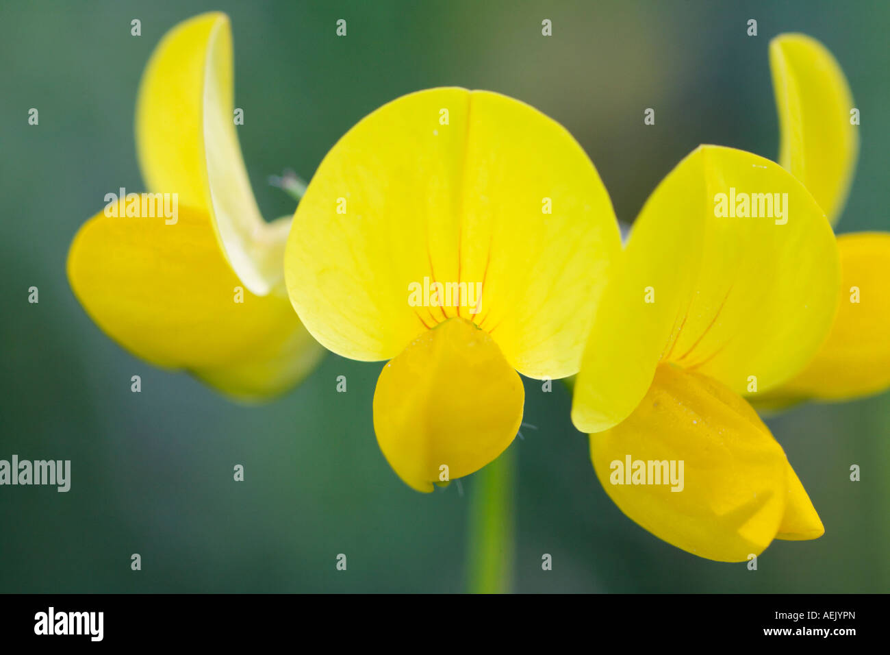 Birdfoot deervetch, Lotus corniculatus Stock Photo - Alamy