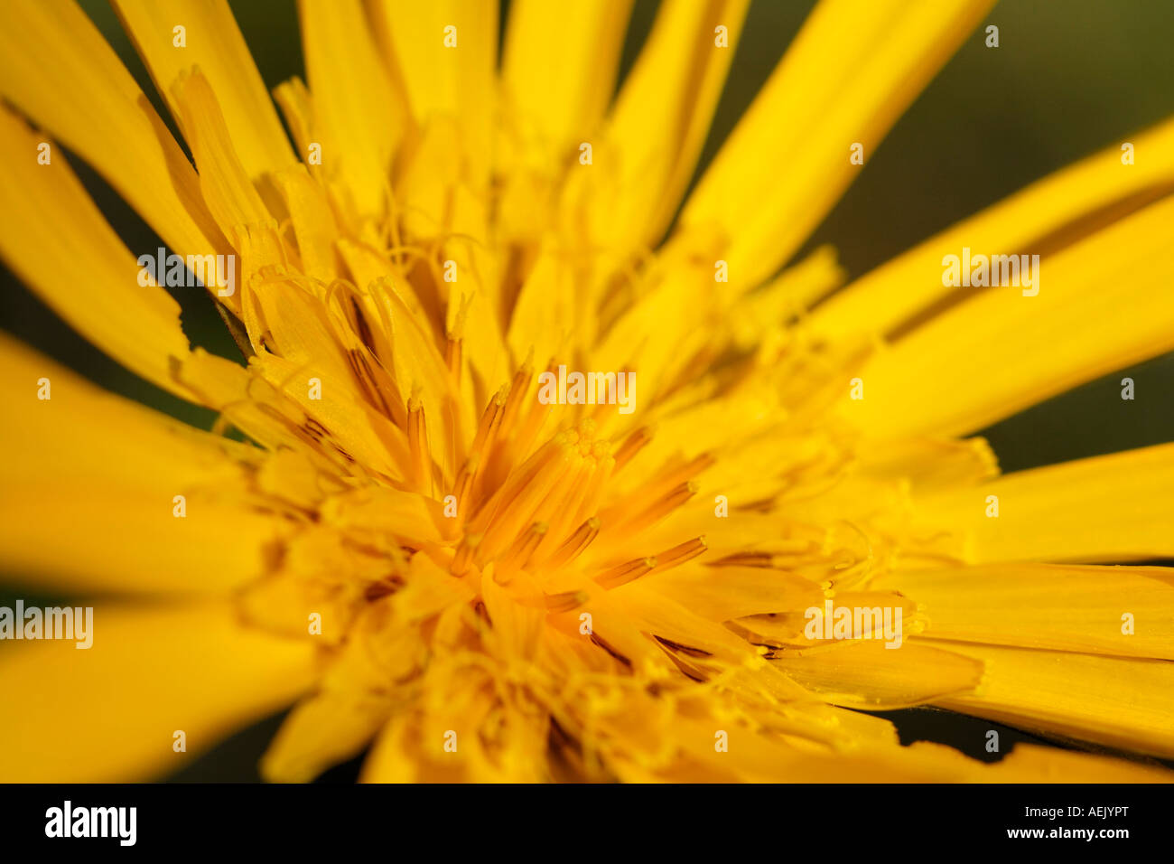 Jack-go-to-bed-at-noon, Yellow Goatsbeard, Tragopogon pratensis Stock ...