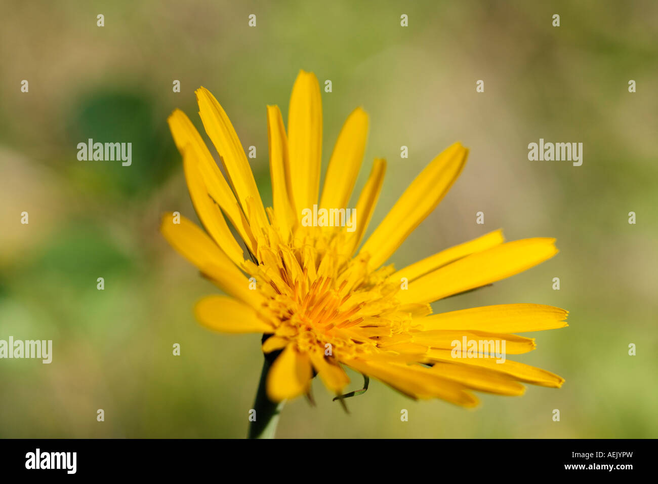Jack-go-to-bed-at-noon, Yellow Goatsbeard, Tragopogon pratensis Stock ...