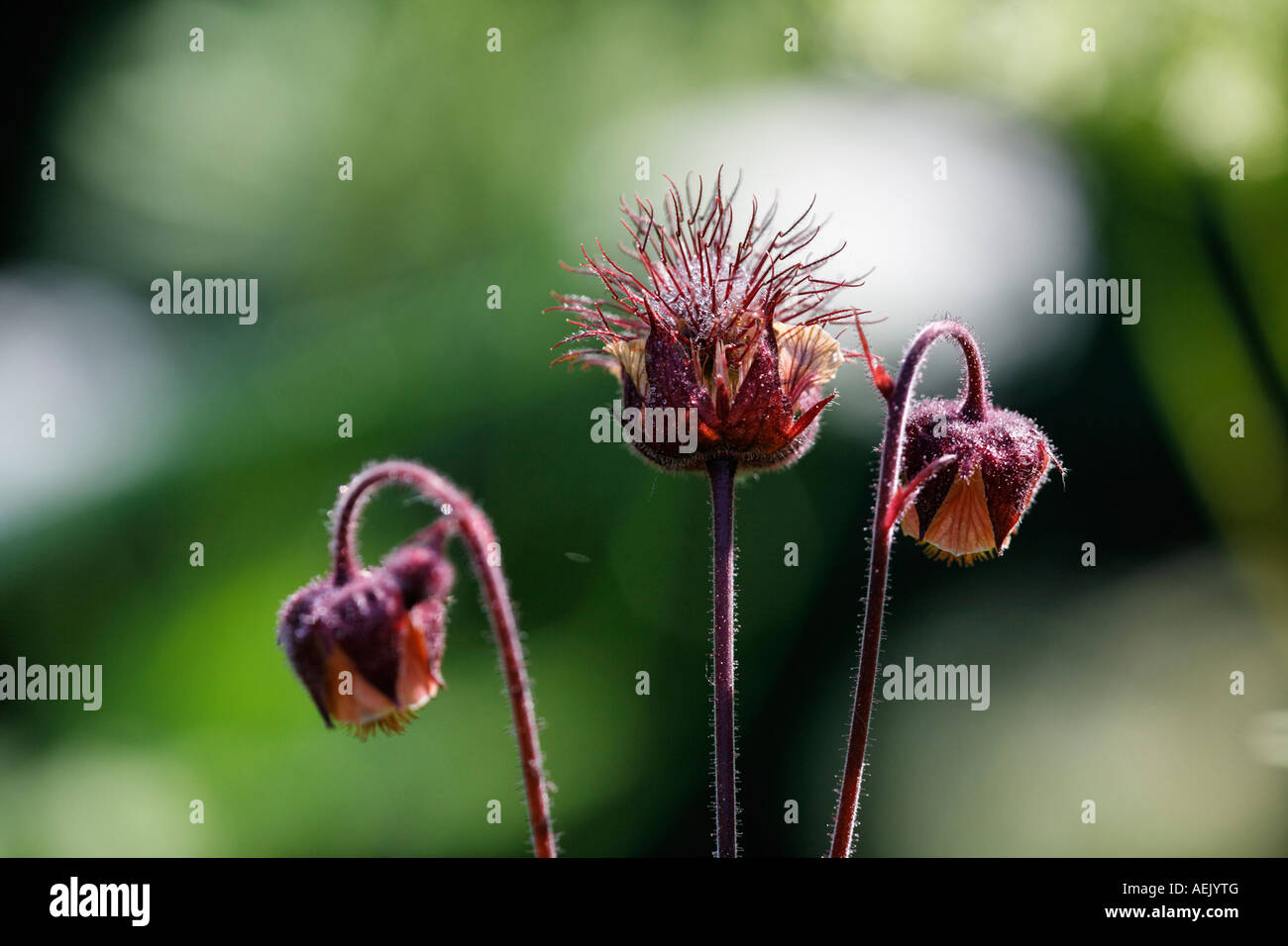 Water Avens, purple avens, Geum rivale Stock Photo - Alamy