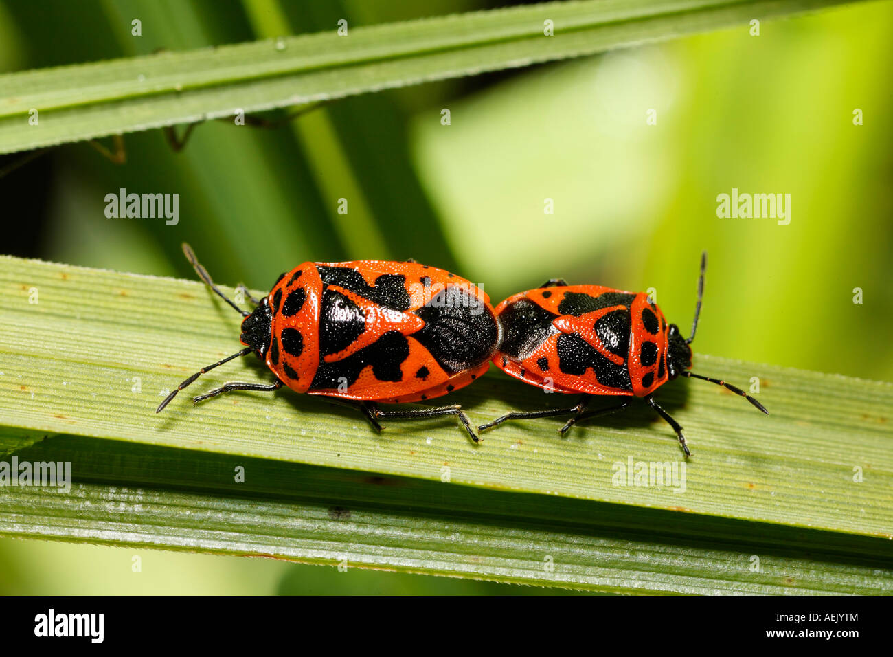 Firebug, Pyrrhocoris apterus Stock Photo - Alamy