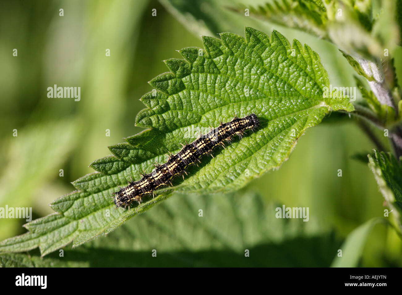 Caterpillar of Small Tortoiseshell (Aglais urticae) on stinging nettle ...