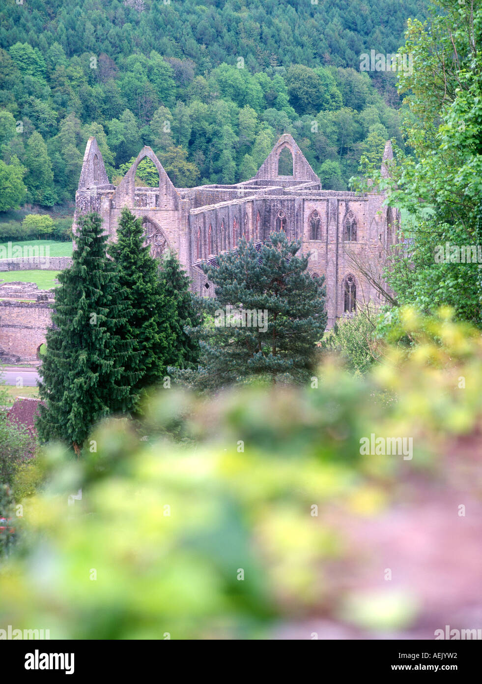 Ruins of Tintern Abbey Tintern Wye Valley Gwent South Wales Stock Photo ...