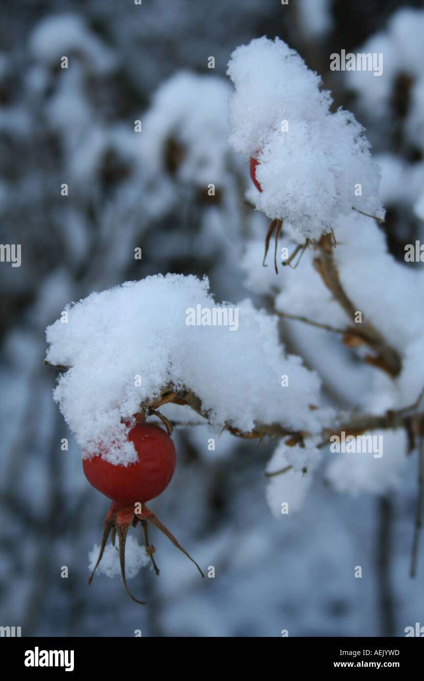 Rosa rugosa winter hi-res stock photography and images - Alamy