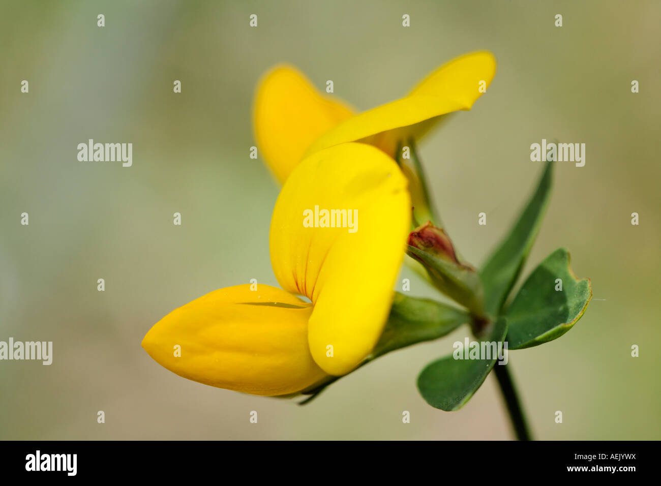 Birdfoot deervetch, Lotus corniculatus Stock Photo - Alamy
