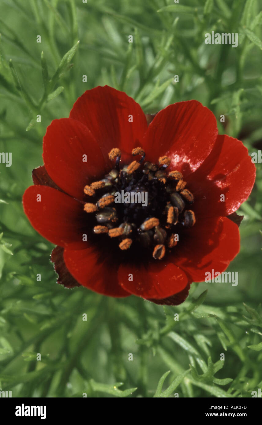 Adonis Aestivalis High Resolution Stock Photography and Images - Alamy