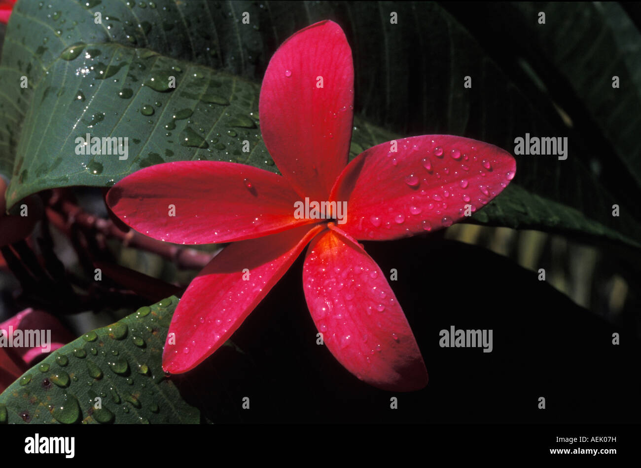 Hawaii blumen hi-res stock photography and images - Alamy