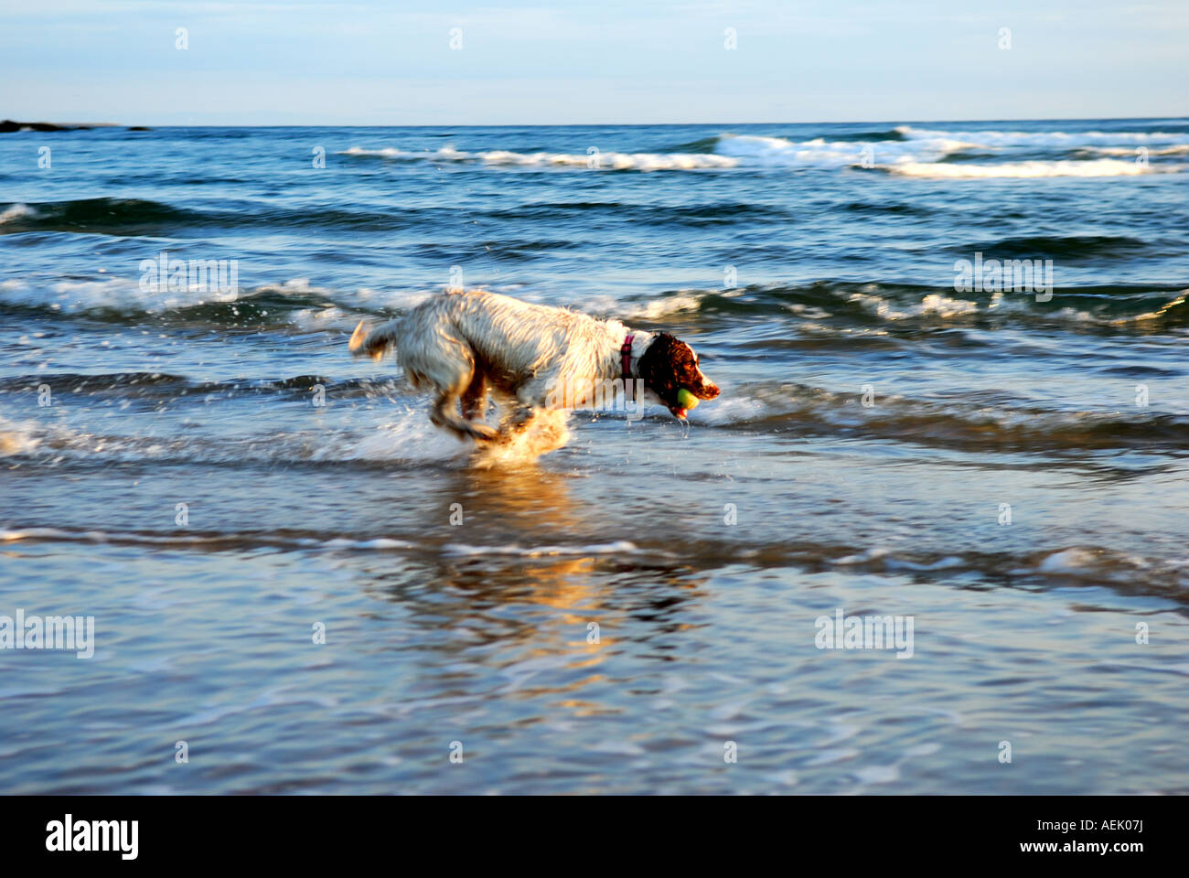 Dog running on beach Stock Photo - Alamy