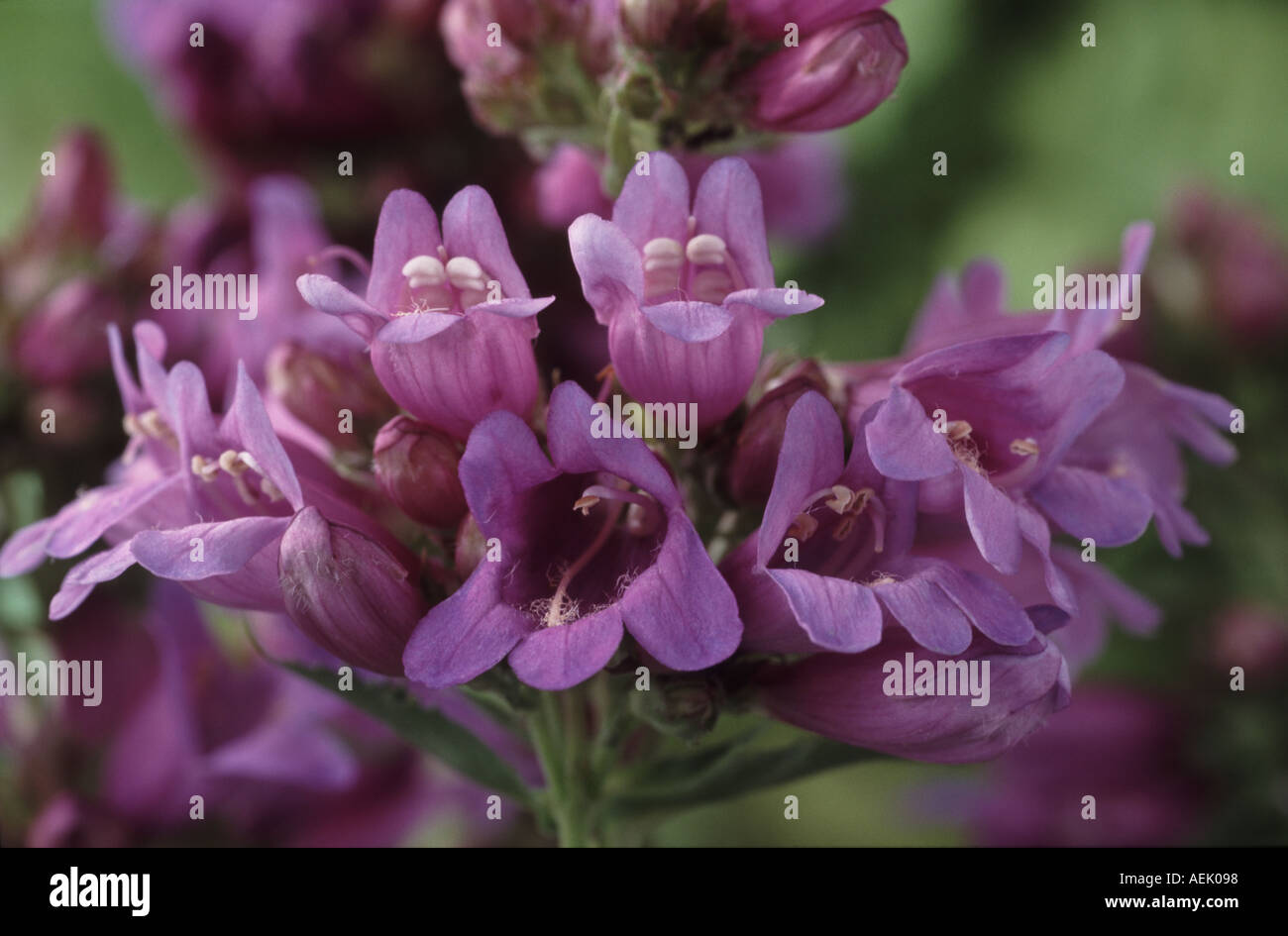Penstemon serrulatus hi-res stock photography and images - Alamy