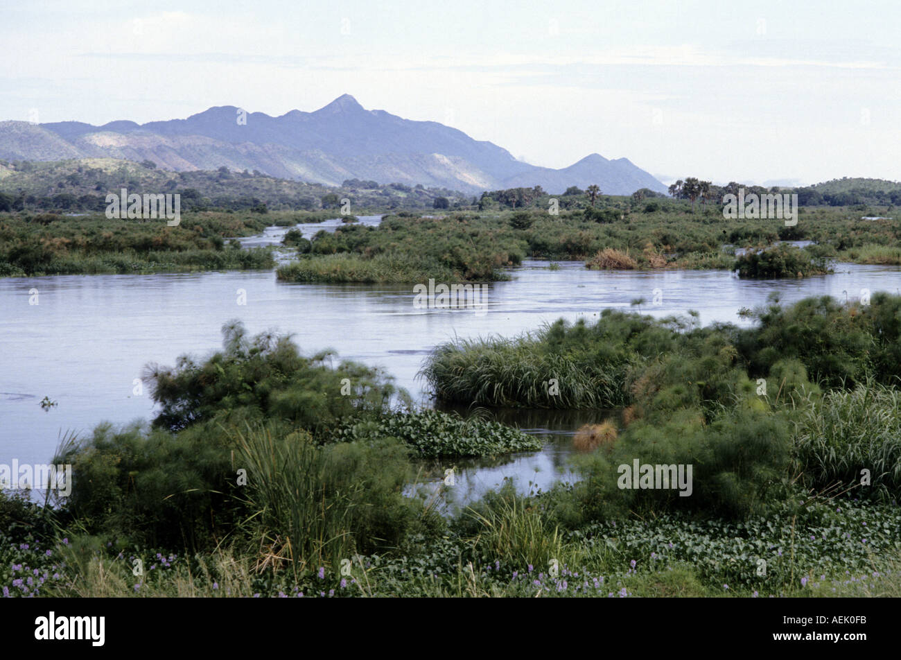 The river Nile and and Papyrus beds at Nimule Uganda Stock Photo - Alamy