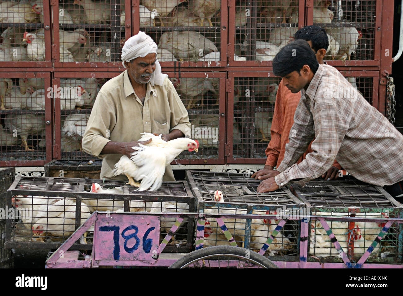 Man with chickens hi-res stock photography and images - Alamy