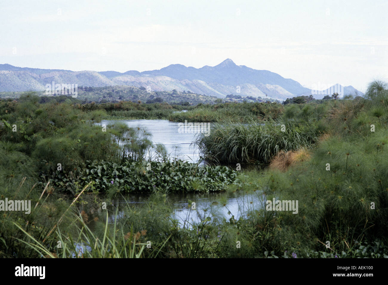 The river Nile and and Papyrus beds at Nimule Uganda Stock Photo - Alamy