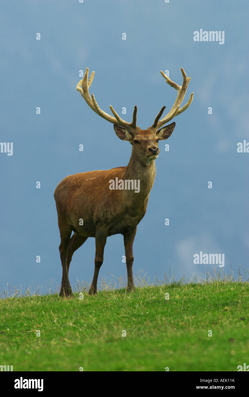 Male elk full body hi-res stock photography and images - Alamy