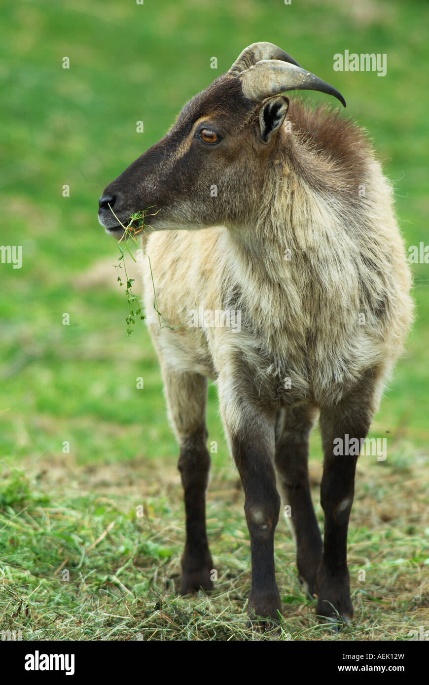 Thar tier hi-res stock photography and images - Alamy